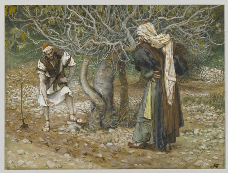 Fig Tree That Would Not Bear Fruit Deacon Rudy s Notes fig-tree-that-would-not-bear-fruit-deacon-rudy-s-notes